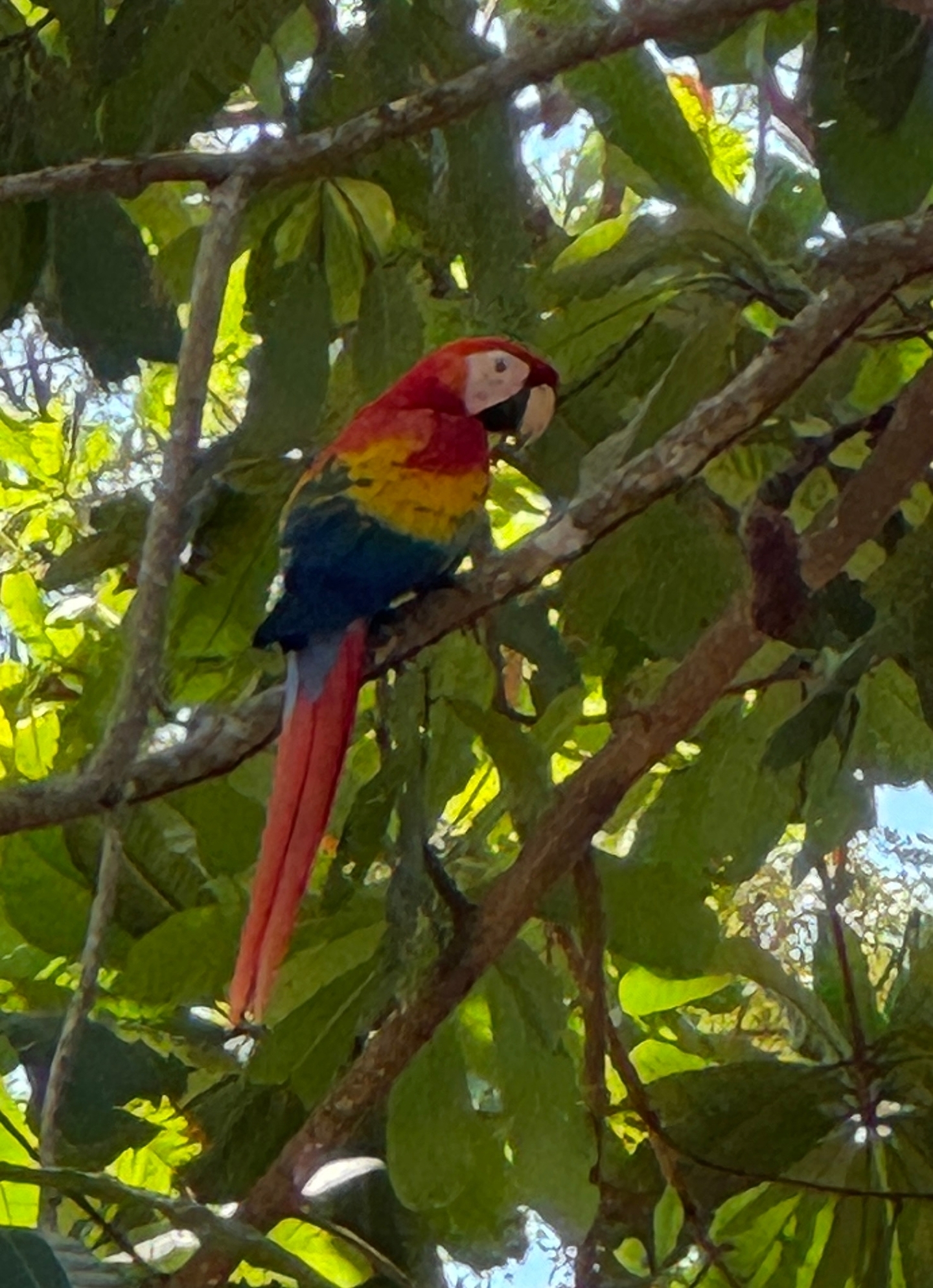 Costa Rica Quest by G Adventures with 321 Tour Reviews (Code: CRQ ...