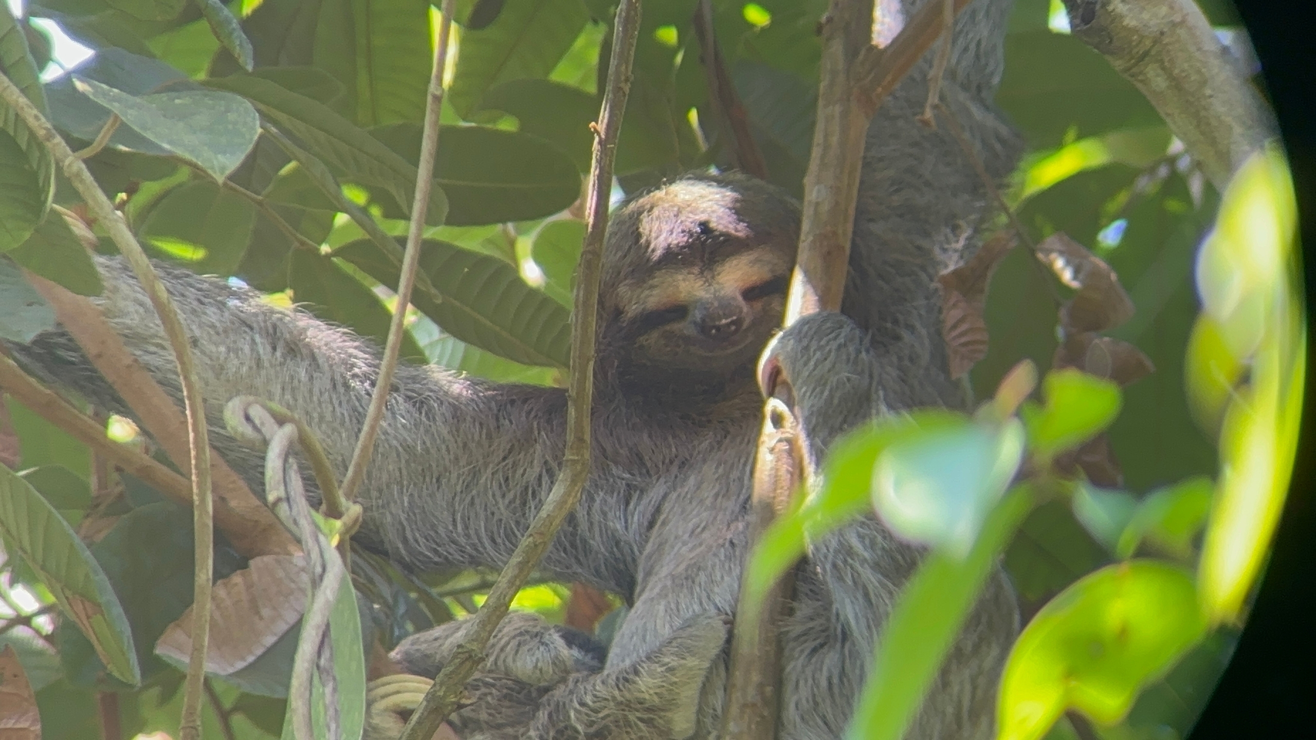 Costa Rica Quest by G Adventures with 321 Tour Reviews (Code: CRQ ...