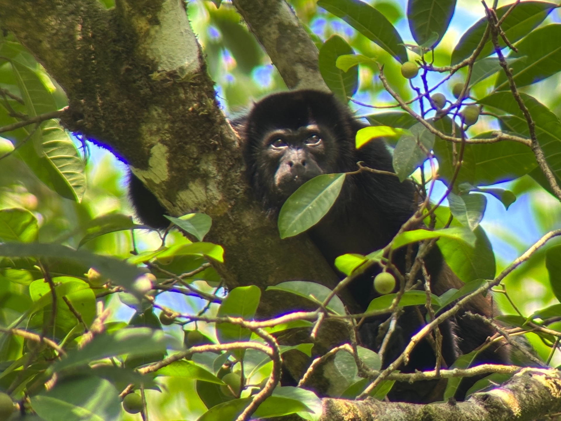 Costa Rica Quest by G Adventures with 321 Tour Reviews (Code: CRQ ...