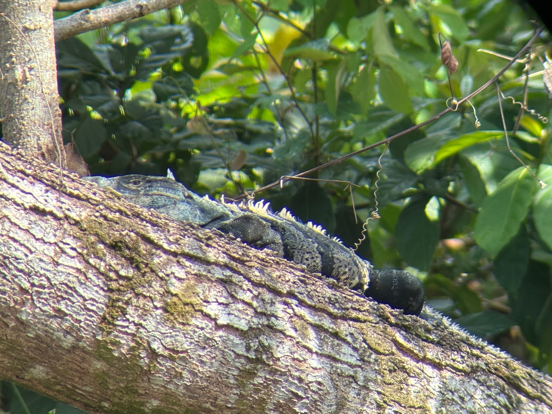 Costa Rica Quest by G Adventures with 321 Tour Reviews (Code: CRQ ...