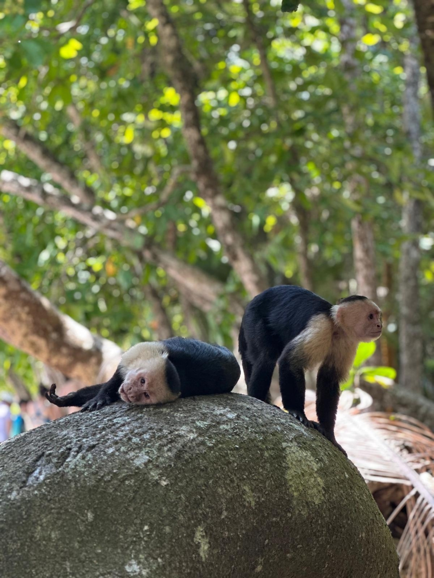 Costa Rica Quest by G Adventures with 321 Tour Reviews (Code: CRQ ...