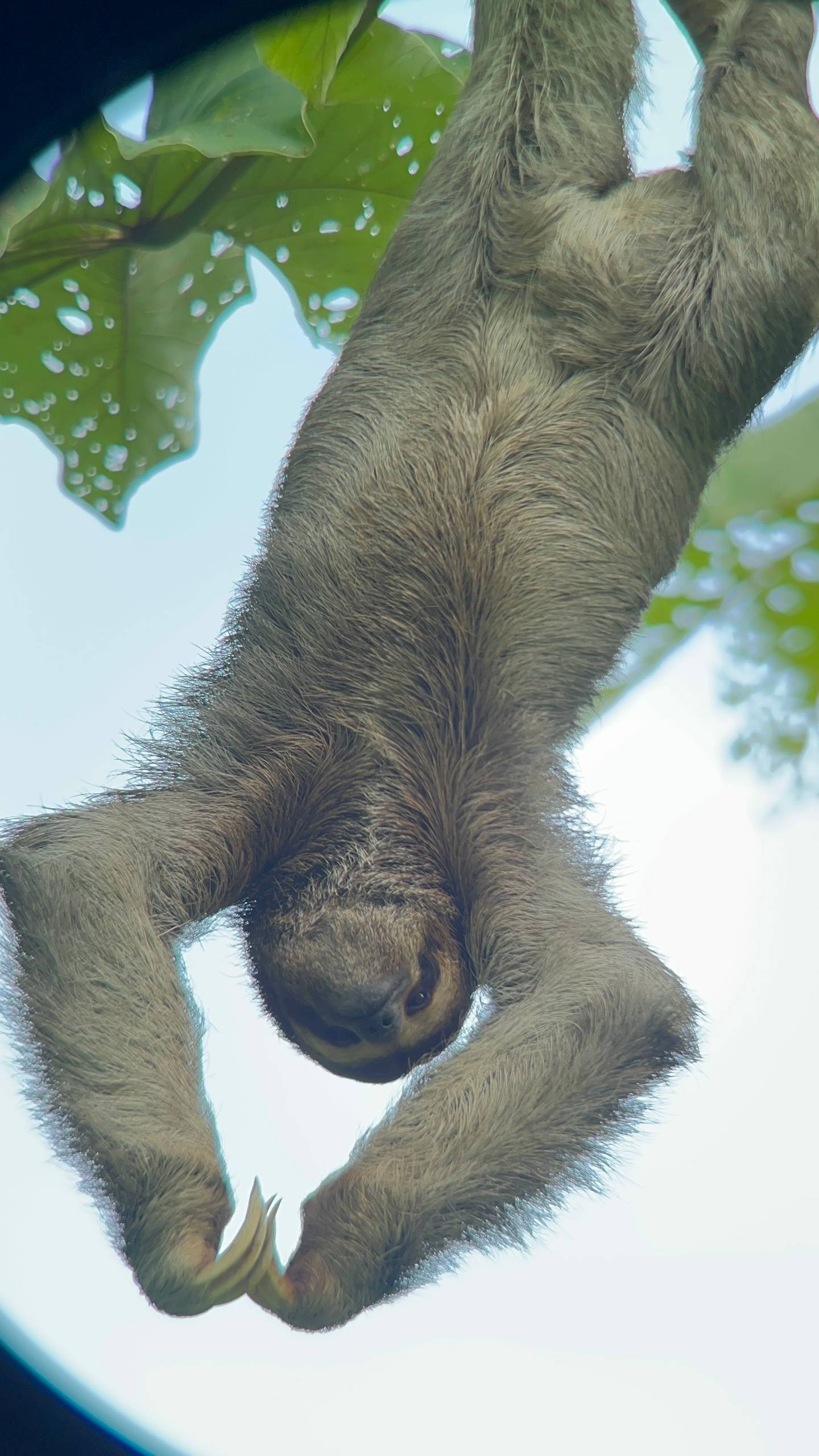 Costa Rica Quest by G Adventures with 321 Tour Reviews (Code: CRQ ...