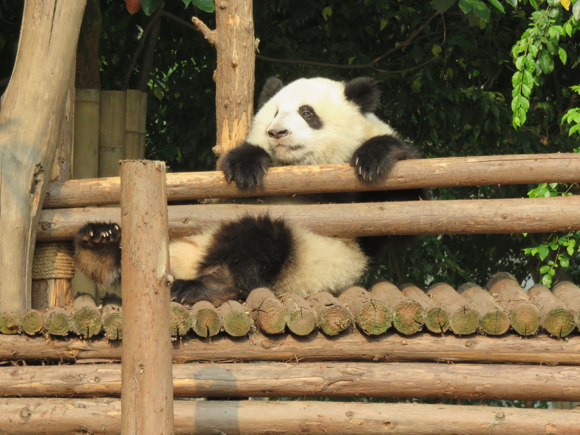 Shanghai Loop: Shanghai, Beijing, Xi'an Chengdu & Beyond by The Dragon ...