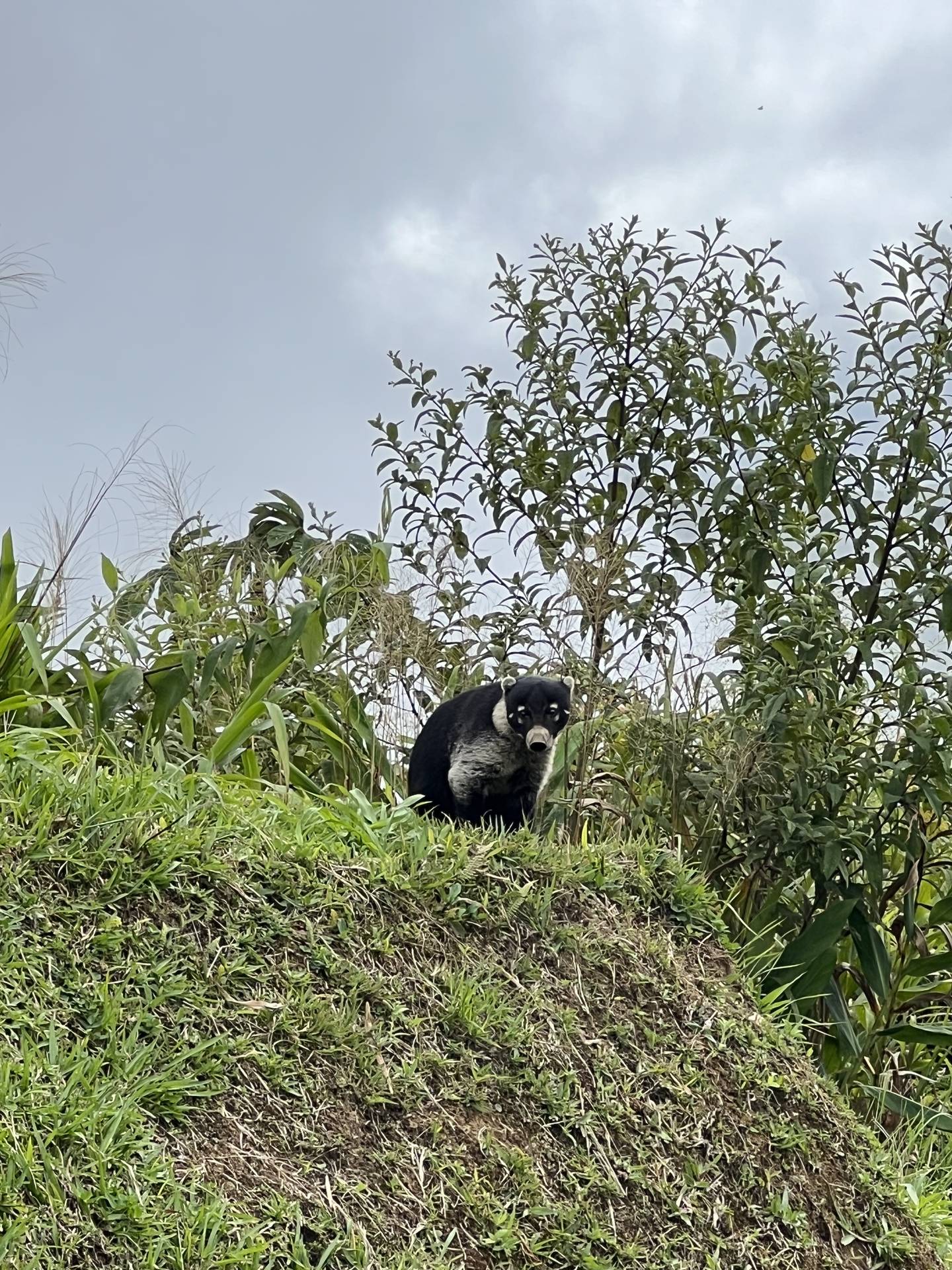 Costa Rica Quest by G Adventures with 321 Tour Reviews (Code: CRQ ...