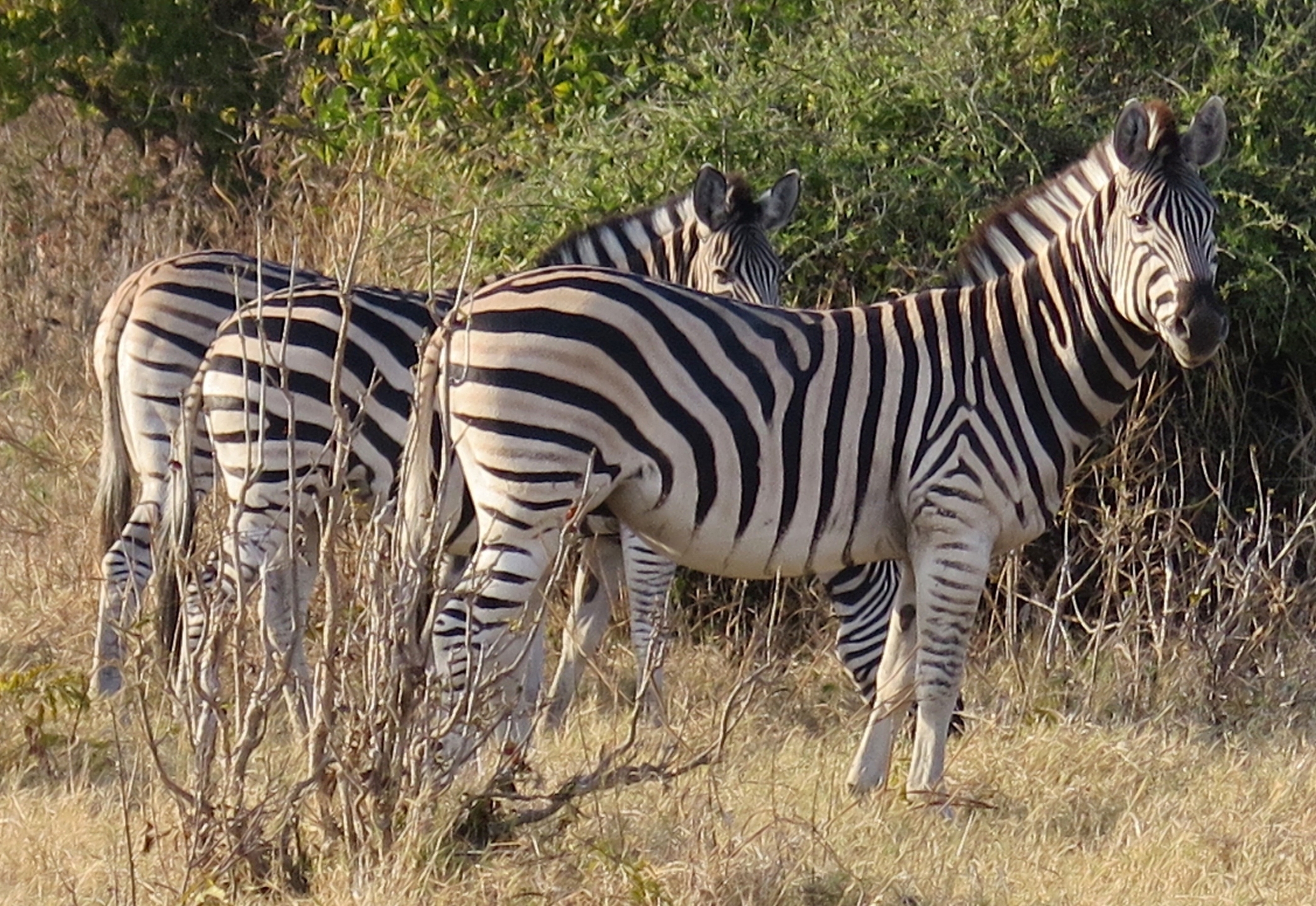 Okavango Experience by Intrepid Travel with 62 Tour Reviews (Code: UBOO ...