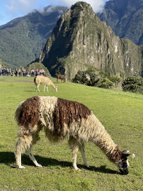 Inca Trail Express by Intrepid Travel with 57 Tour Reviews (Code: GGTA ...