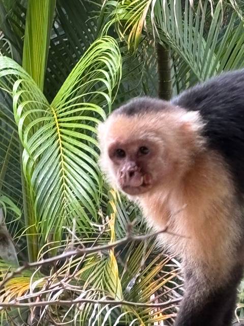 Journeys: Explore Costa Rica National Geographic Journeys by National ...