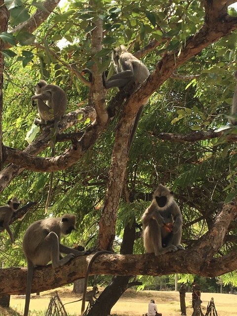 Sri Lanka Explorer (from Negombo to Colombo) by Intrepid Travel with 13 ...