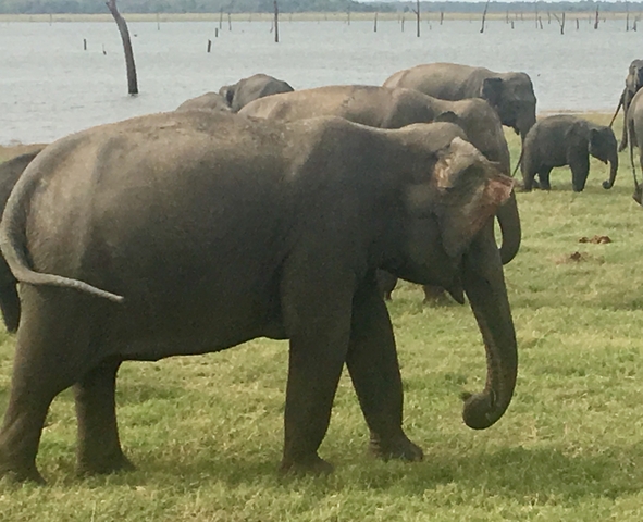 Sri Lanka Explorer (from Negombo to Colombo) by Intrepid Travel with 13 ...