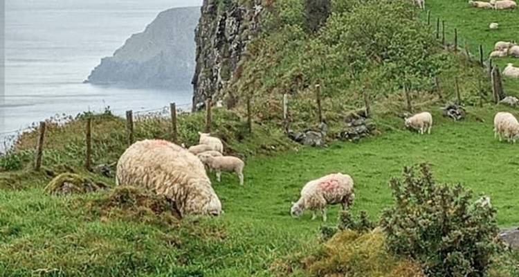 Irish Explorer - 7 days by Expat Explore Travel with 78 Tour Reviews ...