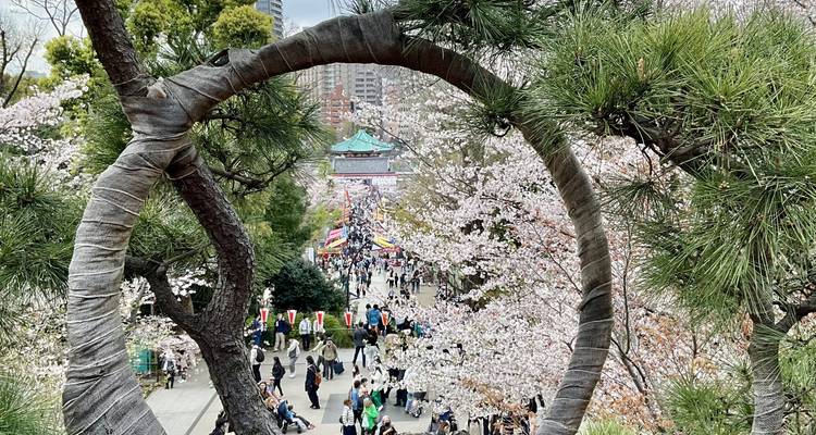 Simply Japan by Explore! with 115 Tour Reviews (Code: QJS) - TourRadar