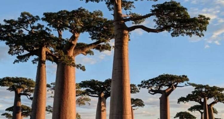 Baobab Safari by Travelia Safari with 17 Tour Reviews (Code: TRS012 ...