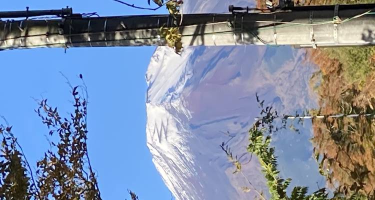 Japan Golden Route with Hiroshima by Tomato Travel with 22 Tour Reviews ...