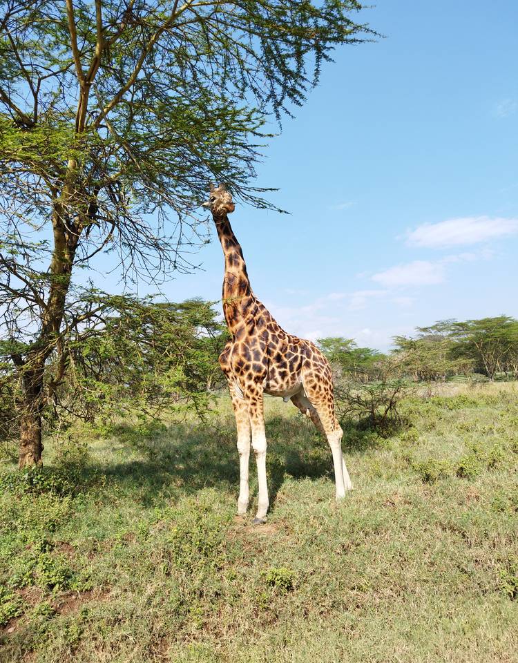 Die 10 Besten Kenia Safaris 2026/2027 - TourRadar