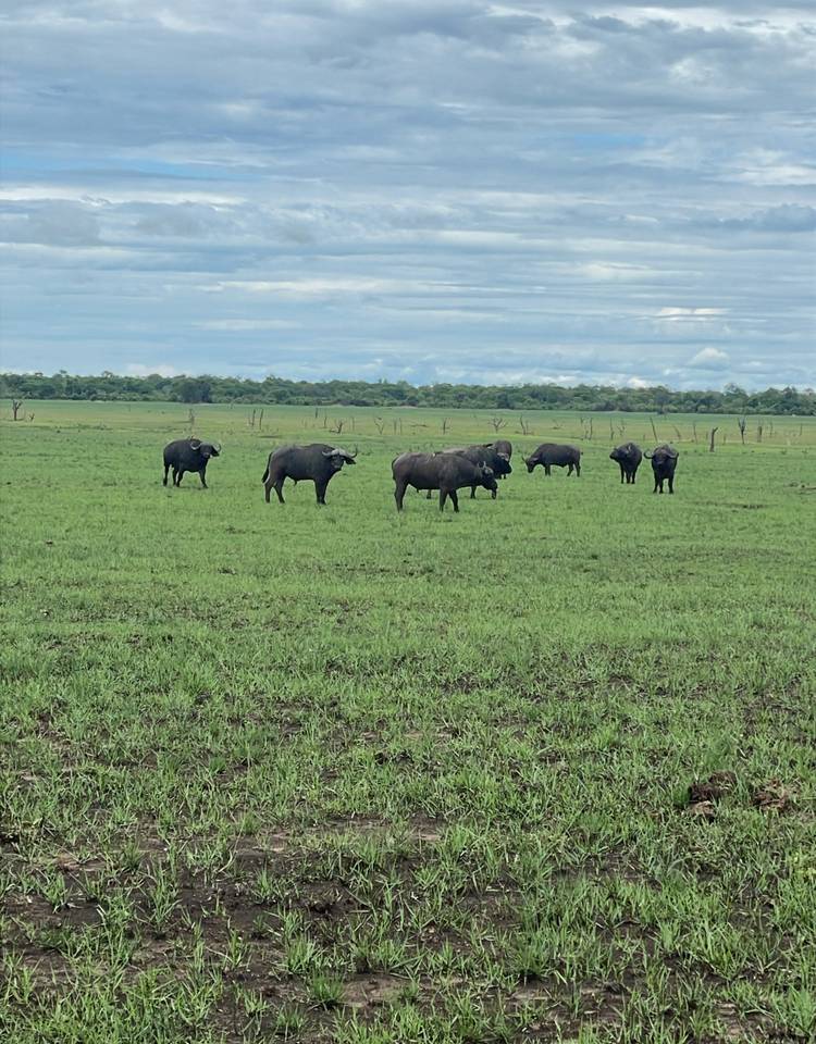 10 Best African Safari Tours 2026/2027 - TourRadar