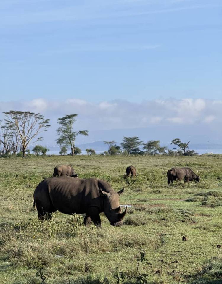 Les 10 meilleurs circuits dans le Parc National Du Lac Nakuru 2026/2027 ...