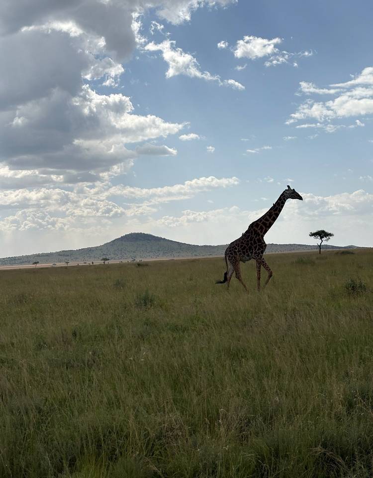 10 Best Tanzania Safari Tours 2026/2027 - TourRadar