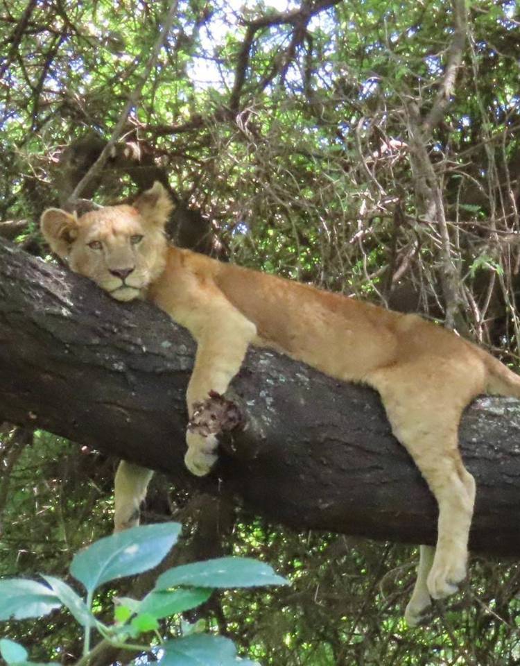 10 Best African Safari Tours 2026/2027 - TourRadar
