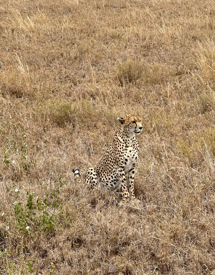 10 Best Tanzania Safari Tours 2026/2027 - TourRadar