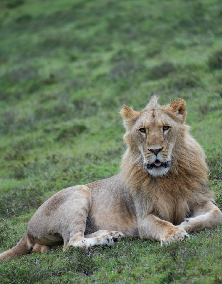 10 Best Safari Tours in Africa 2026/2027 - TourRadar