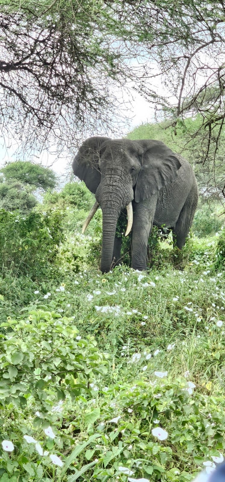 Best of Tanzania 9days Luxury safari Package by Zara Tours (Zara ...