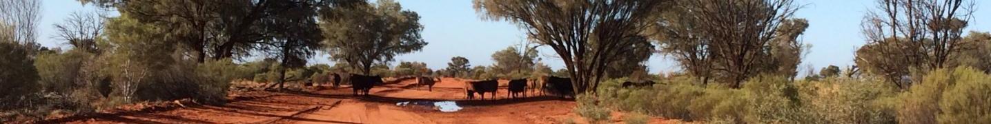 10 Best Australian Safari Tours - Biggest Deals 2019/2020 - TourRadar