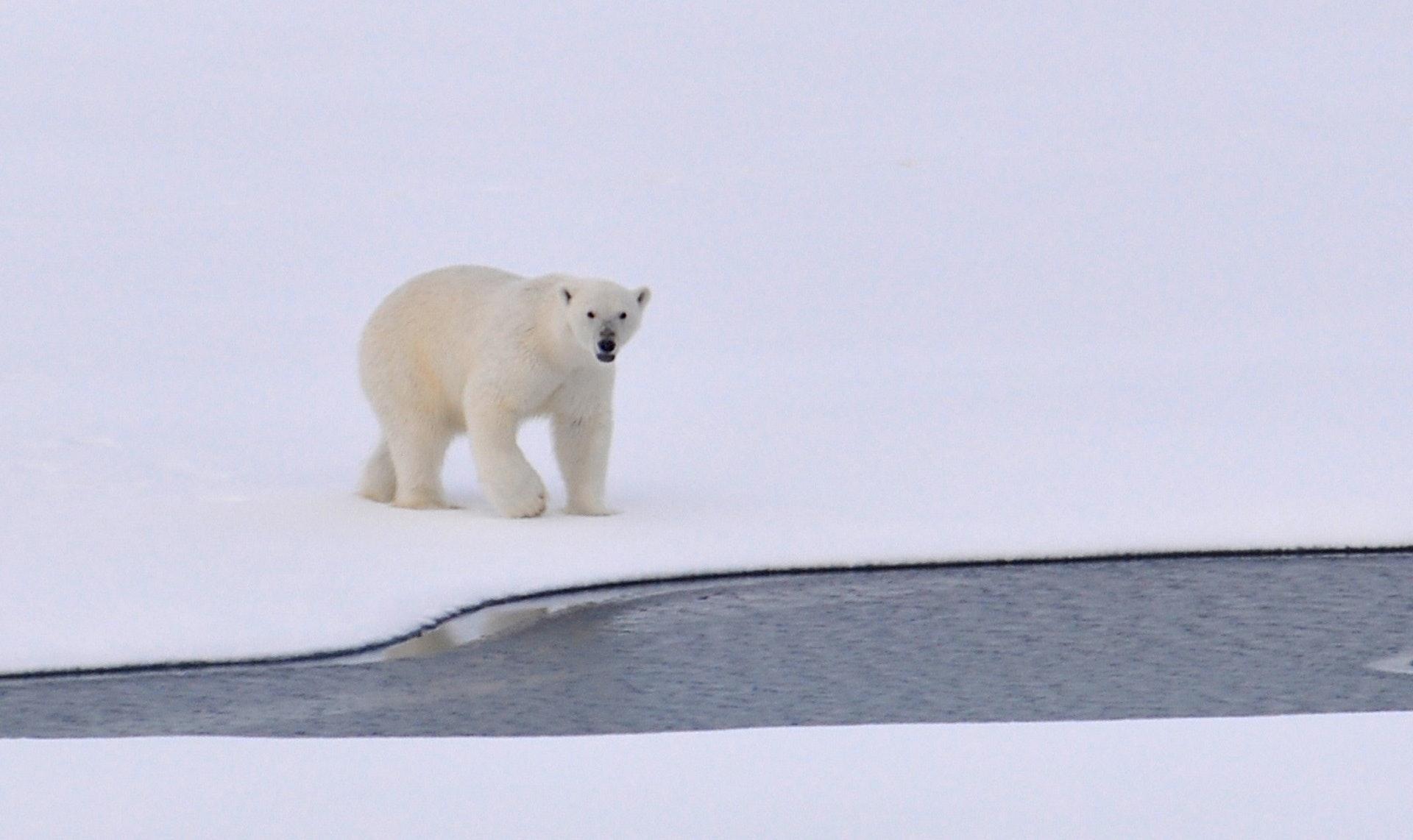 Les 10 meilleurs circuits Arctique 2026/2027 - TourRadar