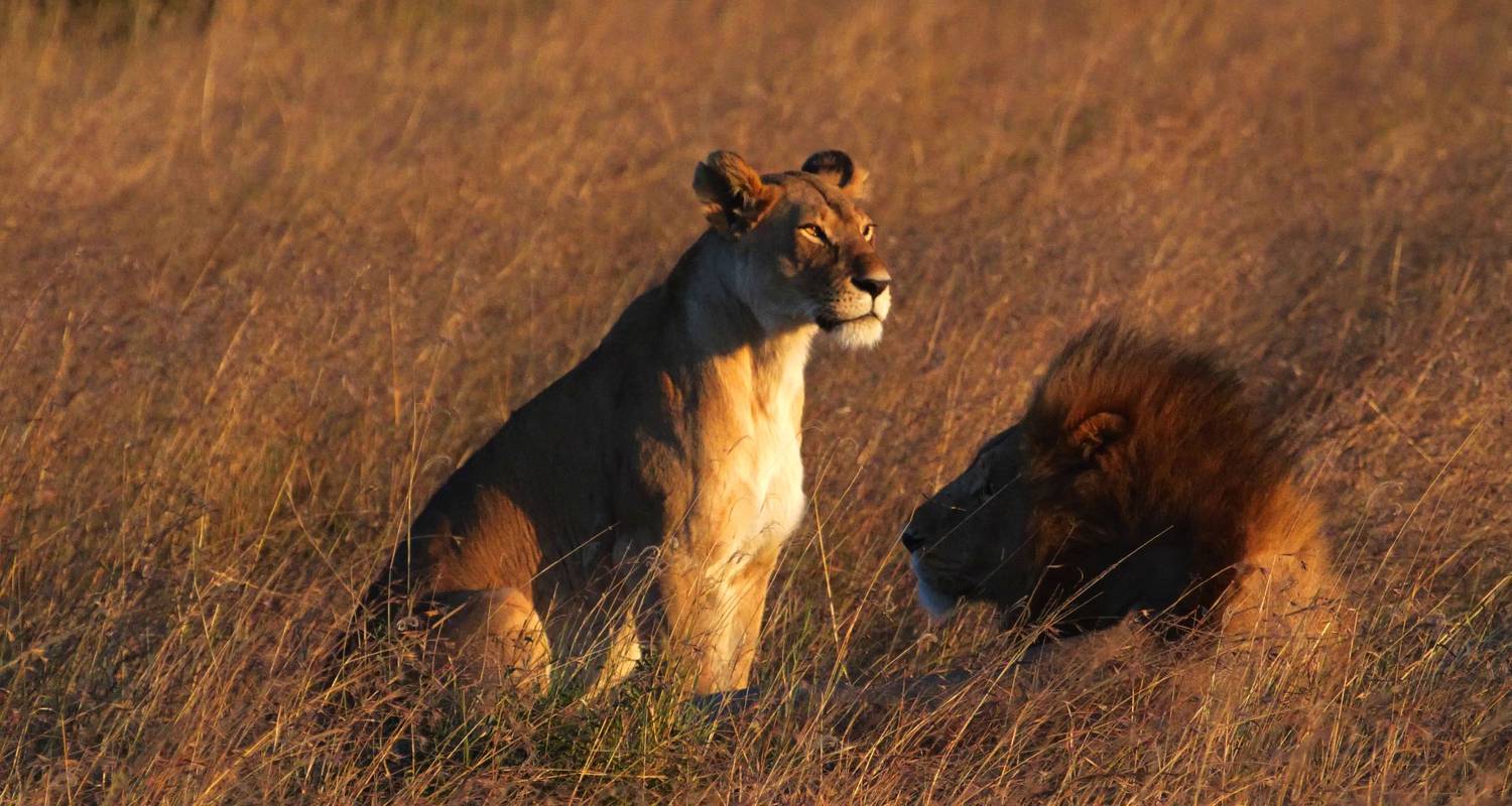 7 Days Jambo Kenya Budget Safari - Masai Mara - Nakuru - Hell's Gate ...