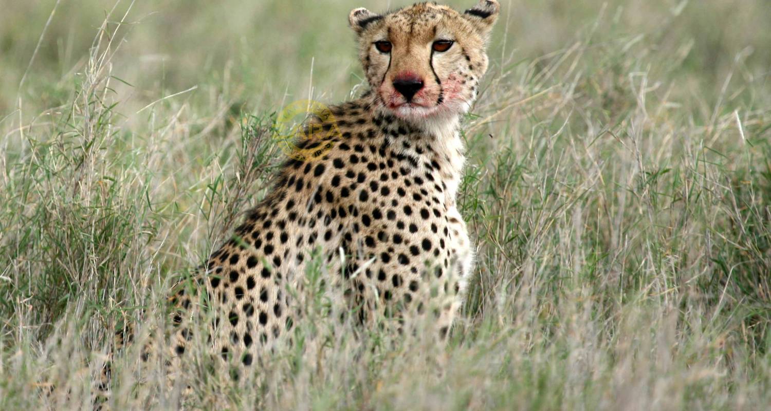 Northern Tanzania Safari. (Accommodation and Transport are Included ...