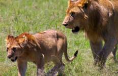 Kenya Wildlife Safari by Intrepid Travel with 38 Tour Reviews (Code ...