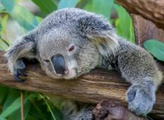 The 10 Best Great Barrier Reef Tours & Trips 2018/2019 (with 34 Reviews ...