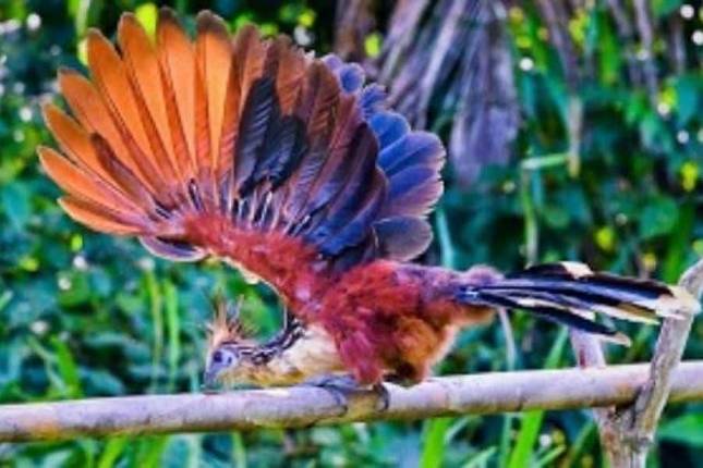 10 Best Amazon Rainforest Tours & Trips from Cusco - TourRadar