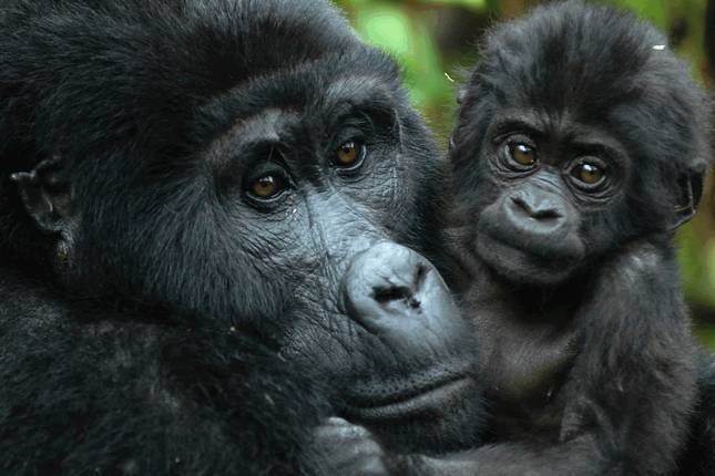 10 Best Gorilla Trekking Tours & Safaris 2021/2022 - TourRadar
