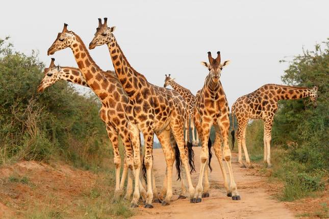 10 Best Uganda Tours & Trips 2022/2023 - TourRadar