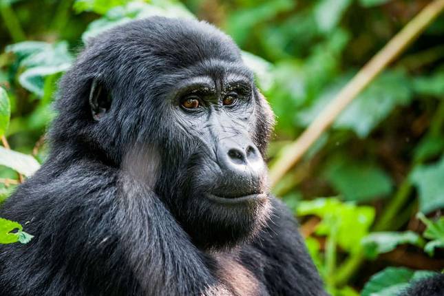 10 Best Uganda Tours & Trips 2023/2024 - TourRadar