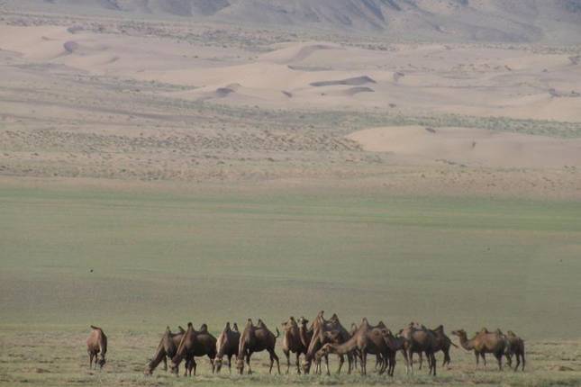 10 Best Gobi Desert Tours & Vacation Packages 2021/2022 - TourRadar