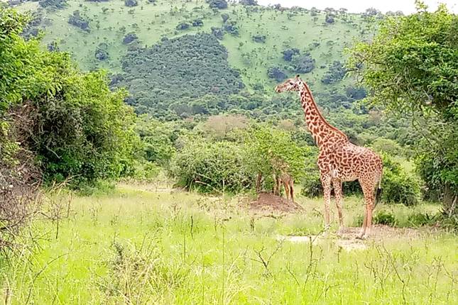 10 Best Uganda Tours & Trips 2022/2023 - TourRadar