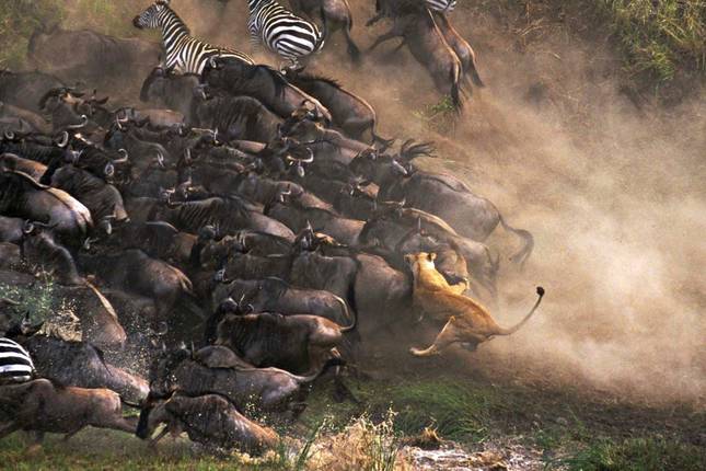 10 Best Tanzania Tours & Vacation Packages 2021/2022 - TourRadar