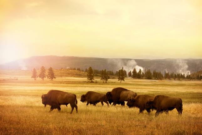 10 Best Coach / Bus Tours in USA 2022/2023 - TourRadar