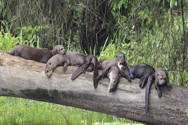 10 Best Amazon Rainforest Tours & Trips from Cusco - TourRadar