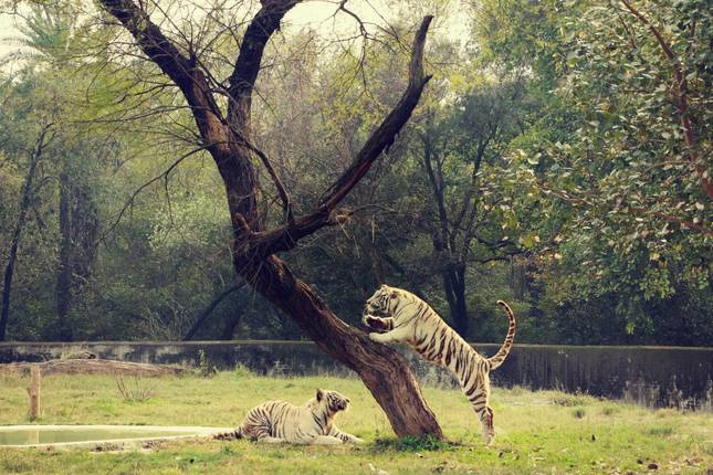 Indian Nature Photography