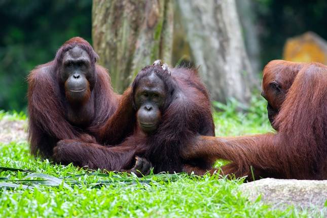 10 Best Malaysia Tours & Vacation Packages 2021/2022 - TourRadar