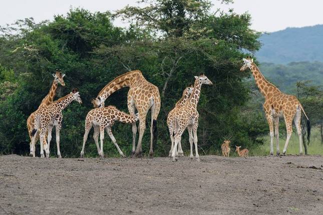 10 Best Uganda Tours & Trips 2022/2023 - TourRadar