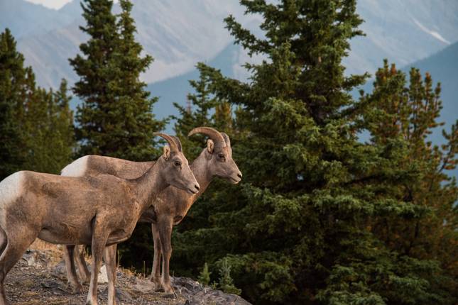 10 Best Coach / Bus Tours in Canada - Biggest Selection, Best Prices ...