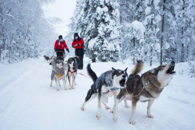 10 Best Lapland Tours & Vacation Packages 2022/2023 - TourRadar