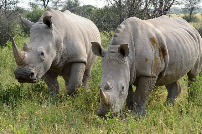 Victoria Falls Animals: Most Spectacular Animals to Spot - TourRadar