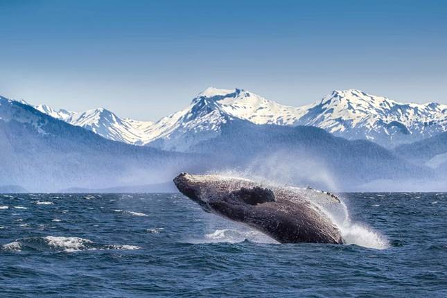10 Best Canada Alaska Tours & Trips 2025/2026 - TourRadar