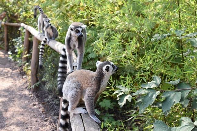 10 Best Madagascar Tours & Vacation Packages 2021/2022 - TourRadar