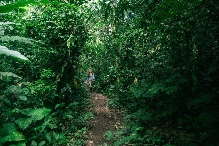 10 Best Jungle Trips & Tours 2025/2026 - TourRadar