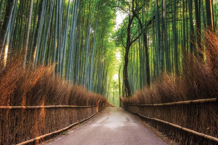 10 Best Coach / Bus Tours in Japan - Biggest Selection, Best Prices ...